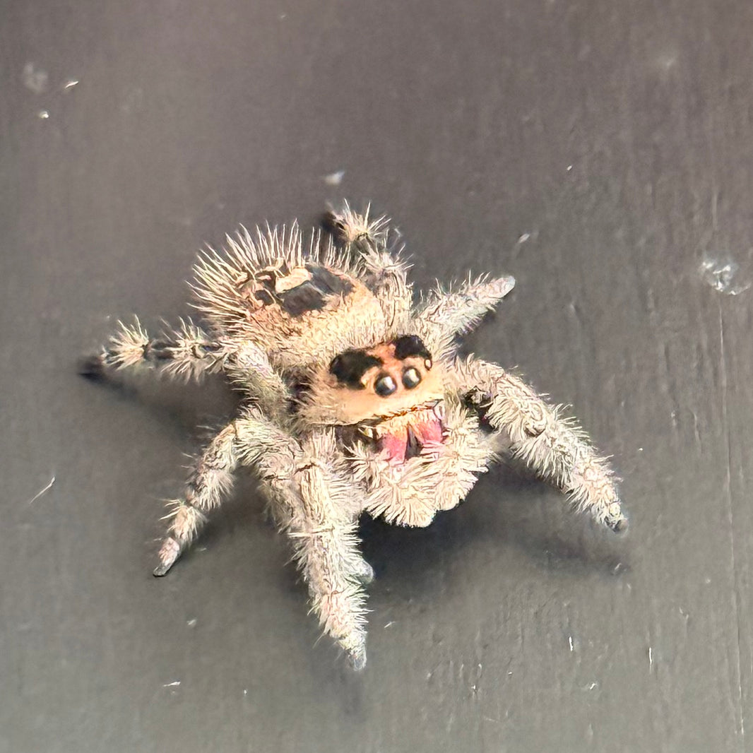 Jumping Spider For Sale – Adara Arachnids