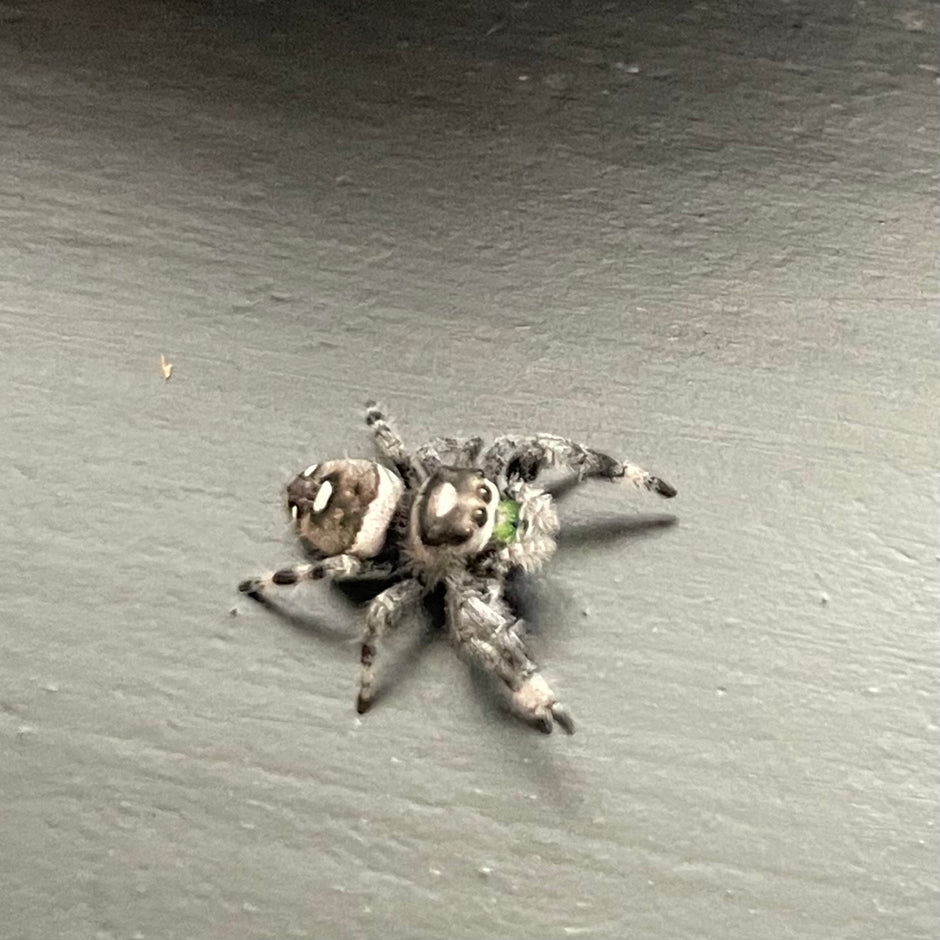 Captive Bred Jumping Spiders and More at AdaraArachnids.com – Adara ...