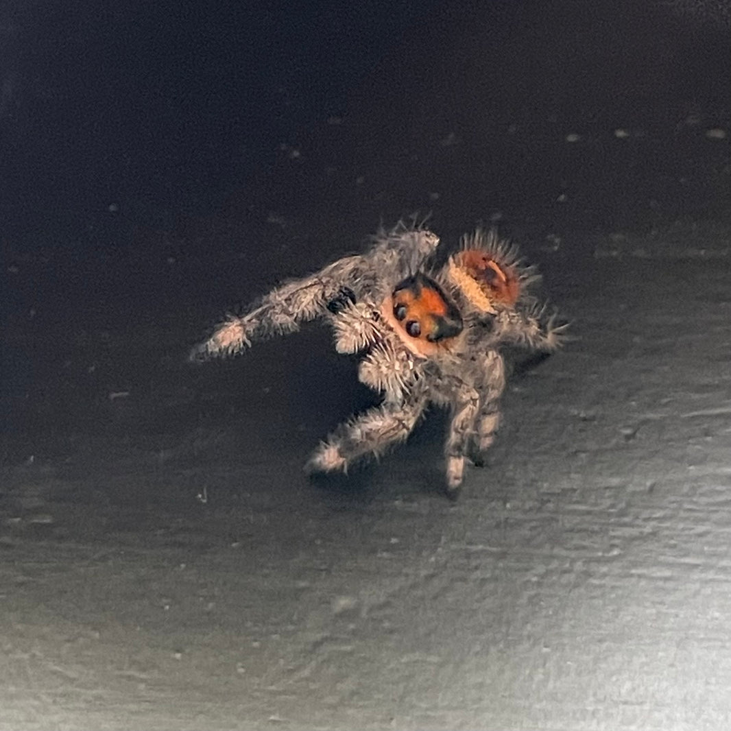 Captive Bred Jumping Spiders and More at AdaraArachnids.com – Adara ...