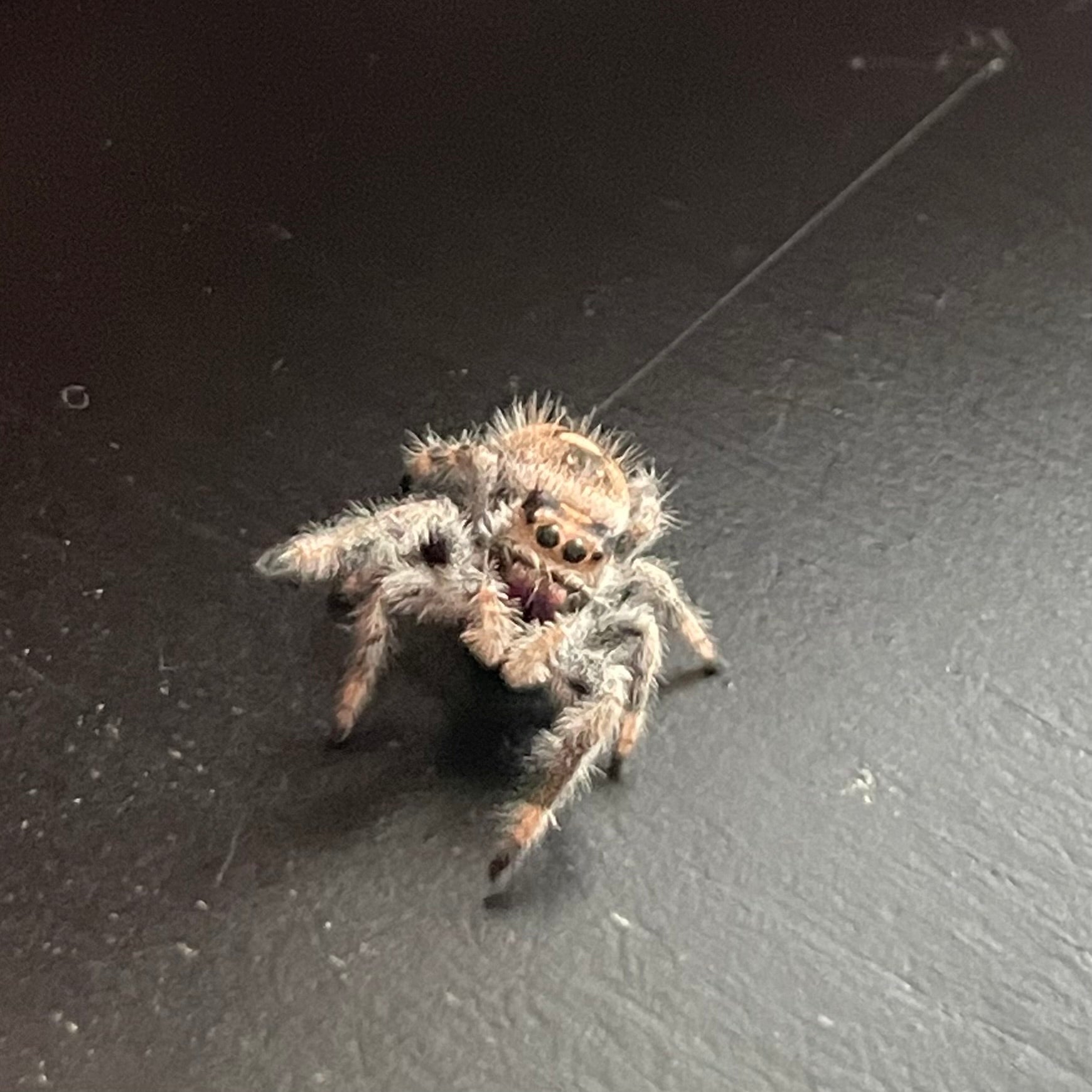 Captive Bred Jumping Spiders and More at AdaraArachnids.com – Adara ...