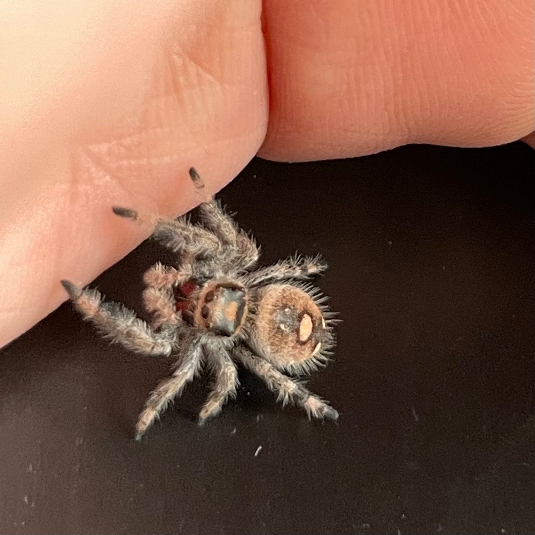 Captive Bred Jumping Spiders and More at AdaraArachnids.com – Adara ...