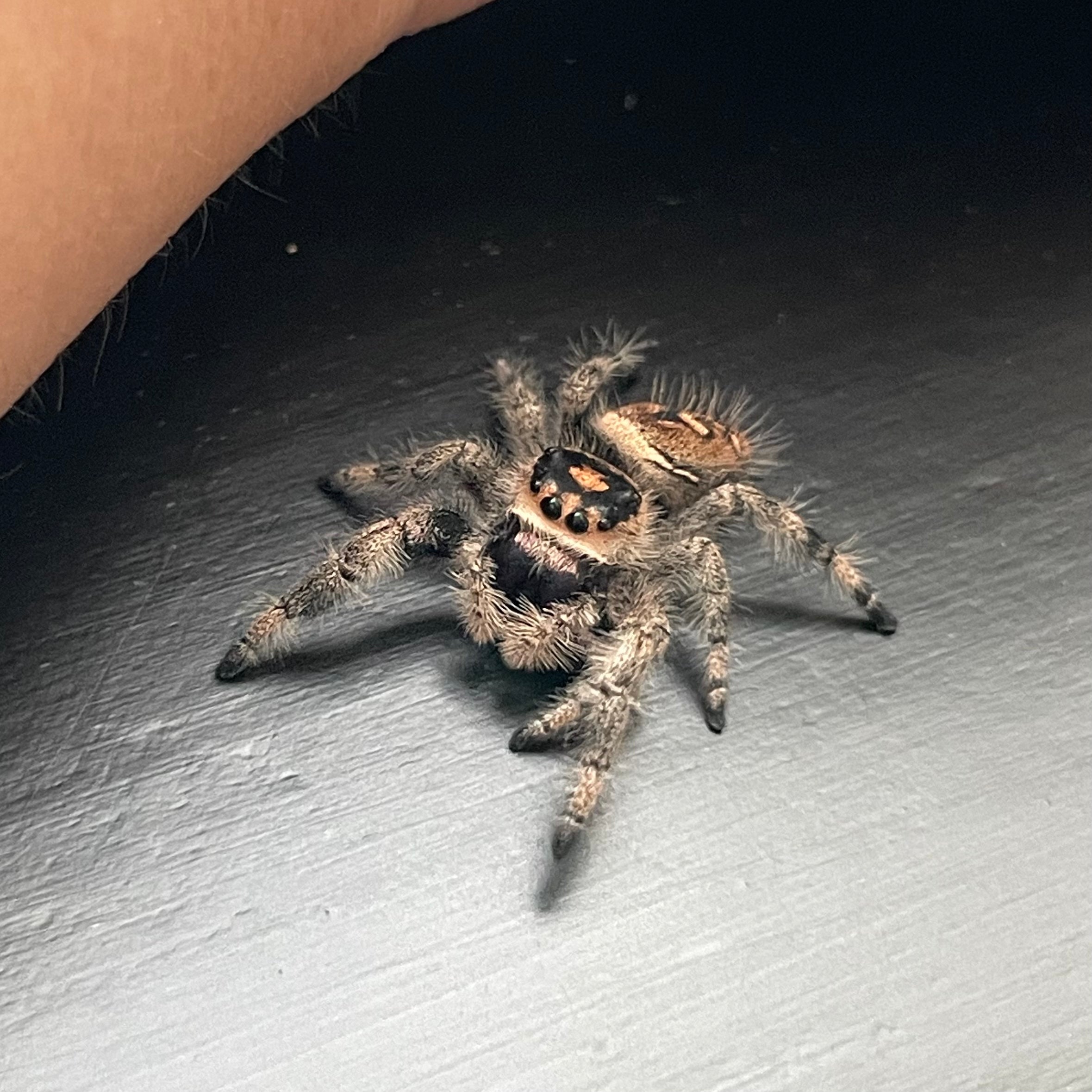 Captive Bred Jumping Spiders and More at AdaraArachnids.com – Adara ...