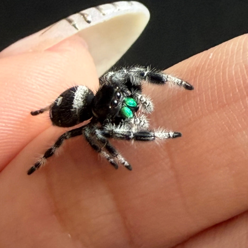 Jumping Spider For Sale – Adara Arachnids