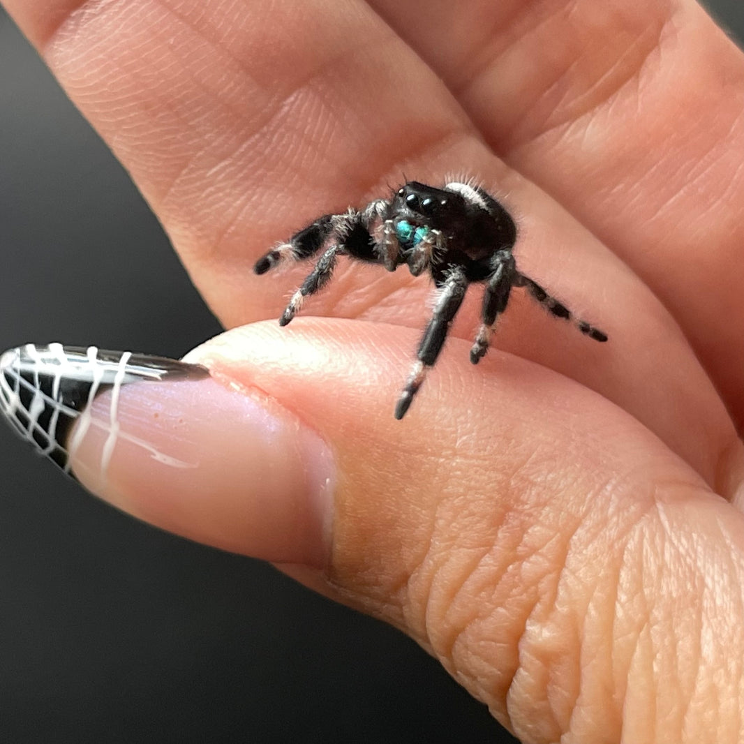 Captive Bred Jumping Spiders and More at AdaraArachnids.com – Adara ...