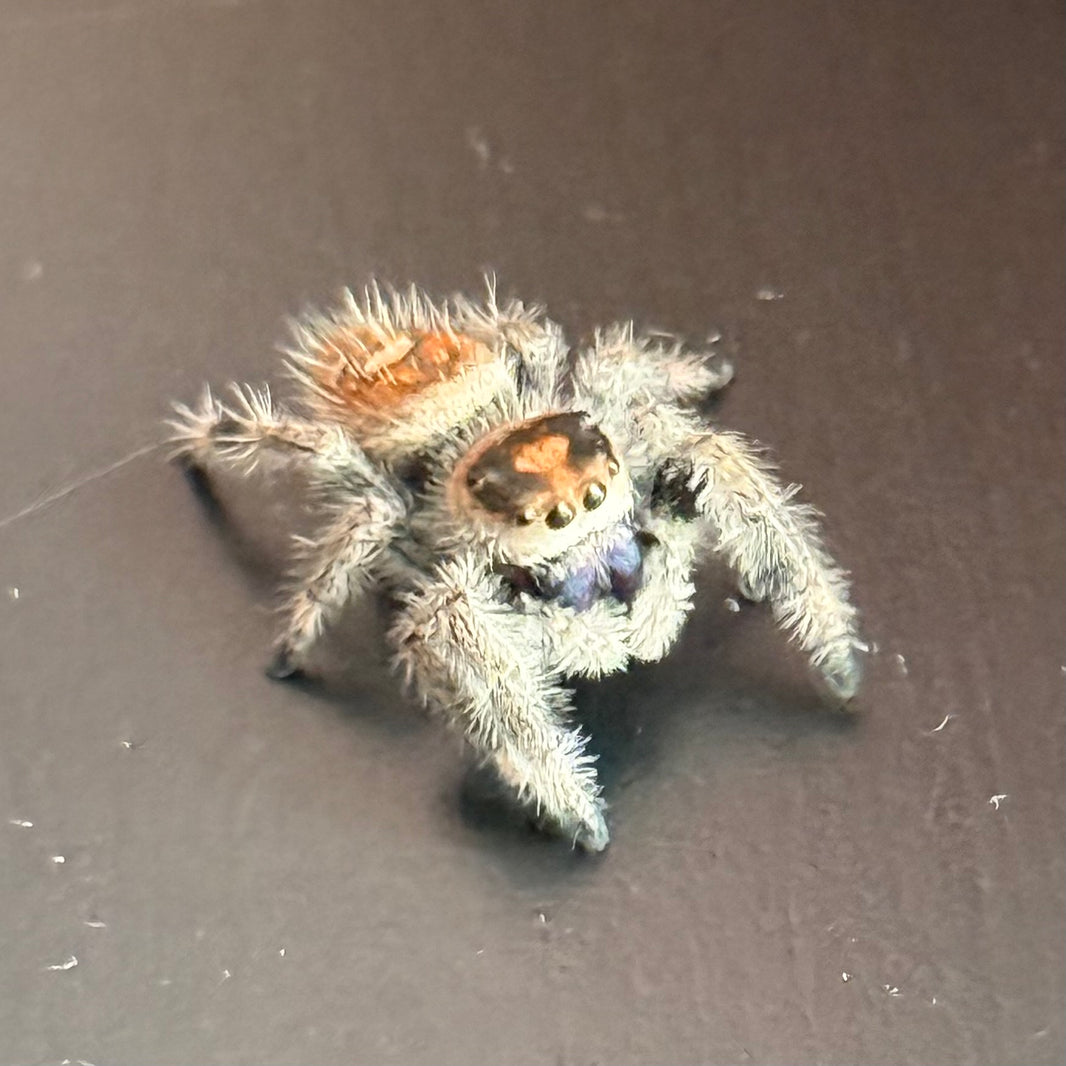 Florida Bred Jumping Spiders And More – Adara Arachnids