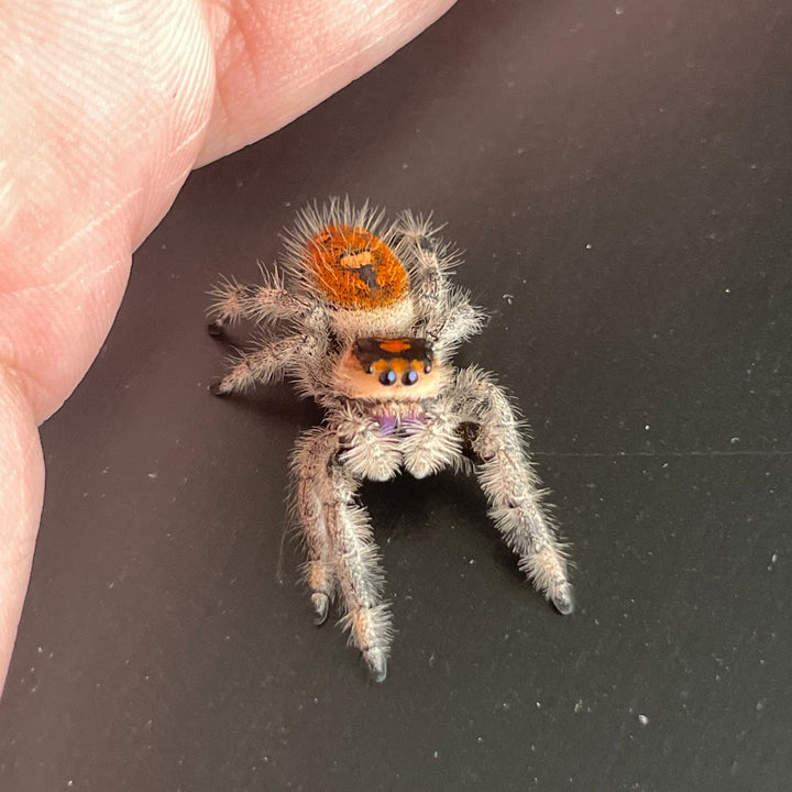Captive Bred Jumping Spiders and More at AdaraArachnids.com – Adara ...