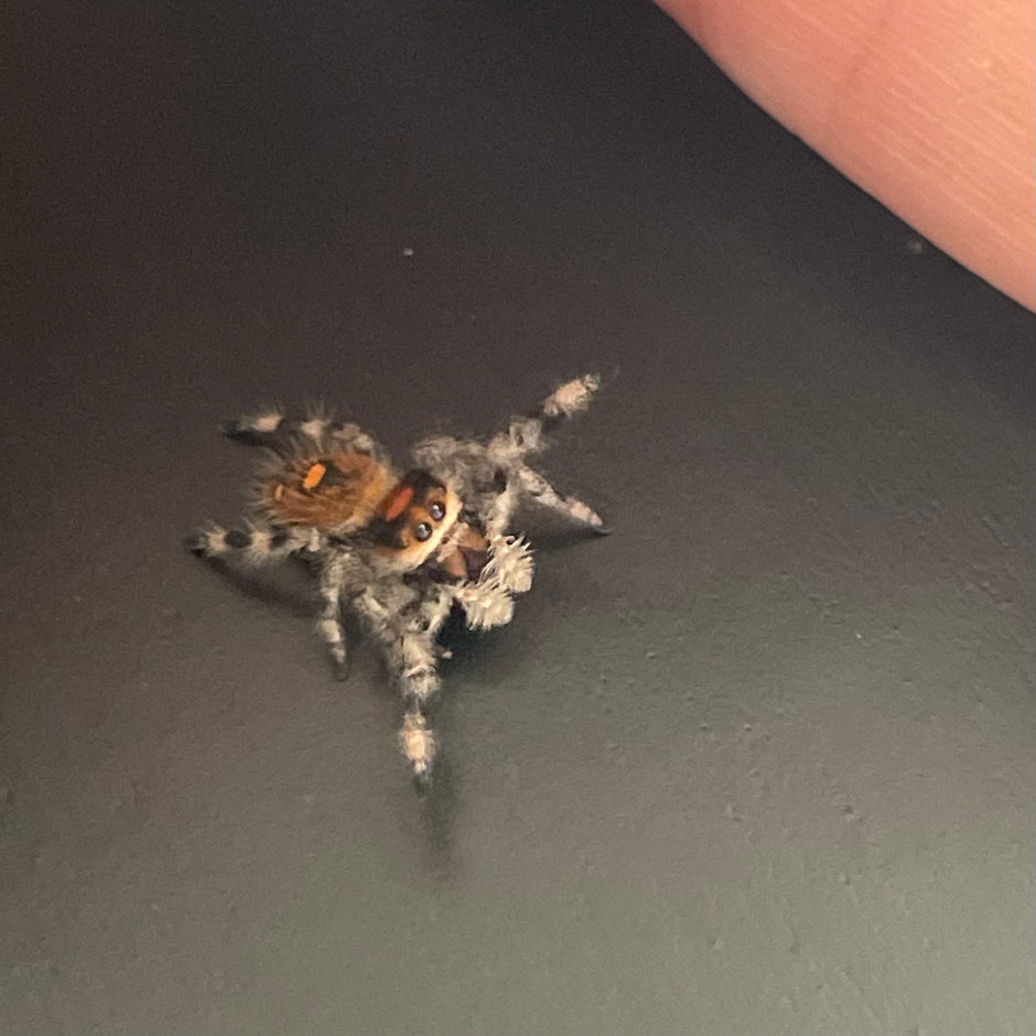 Captive Bred Jumping Spiders and More at AdaraArachnids.com – Adara ...