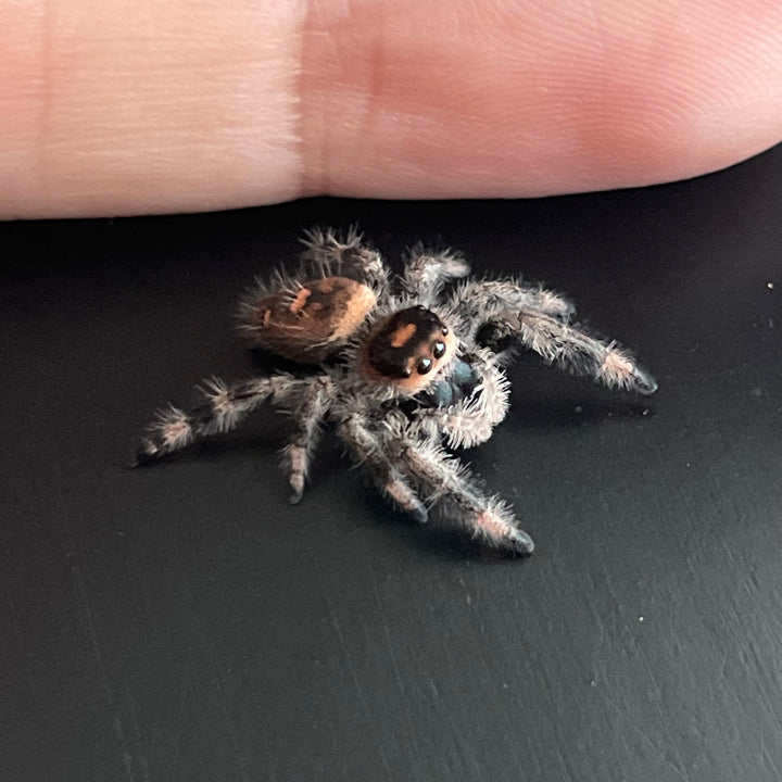 Captive Bred Jumping Spiders and More at AdaraArachnids.com – Adara ...