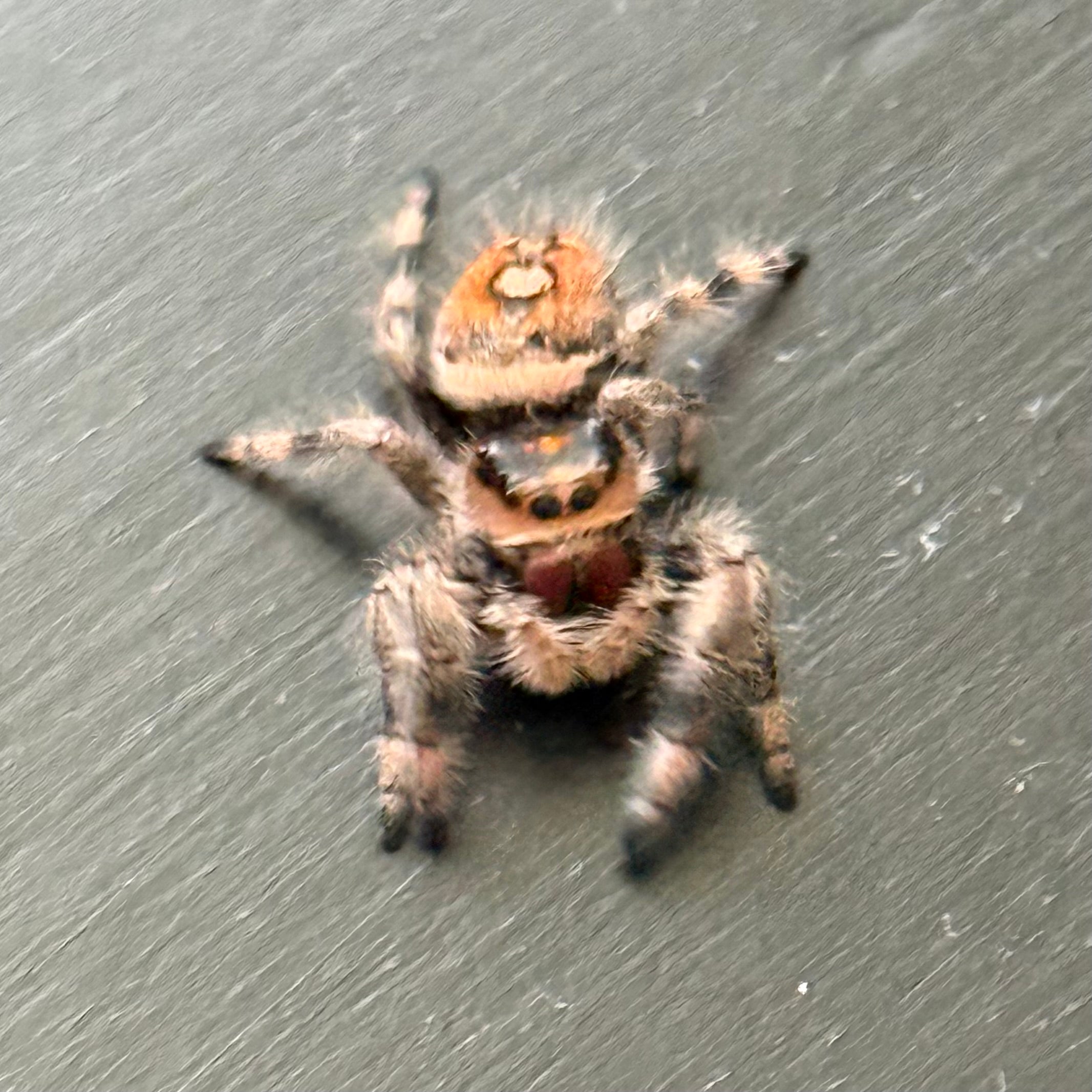 Florida Bred Jumping Spiders And More – Adara Arachnids