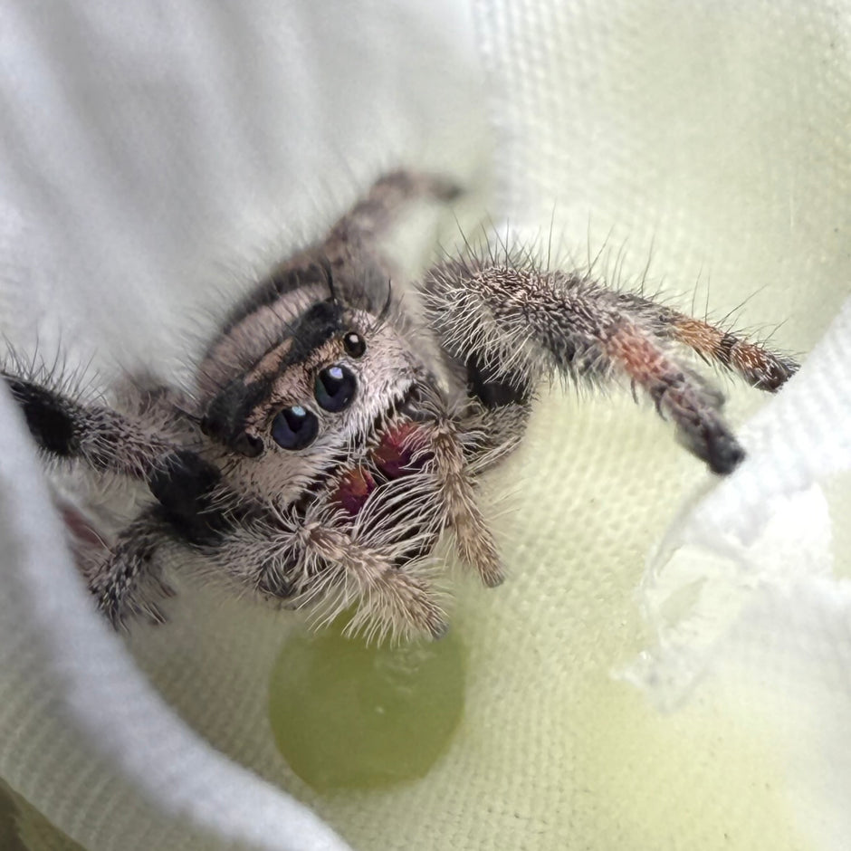 Surprising Live Jumping Spiders For Sale Pictures