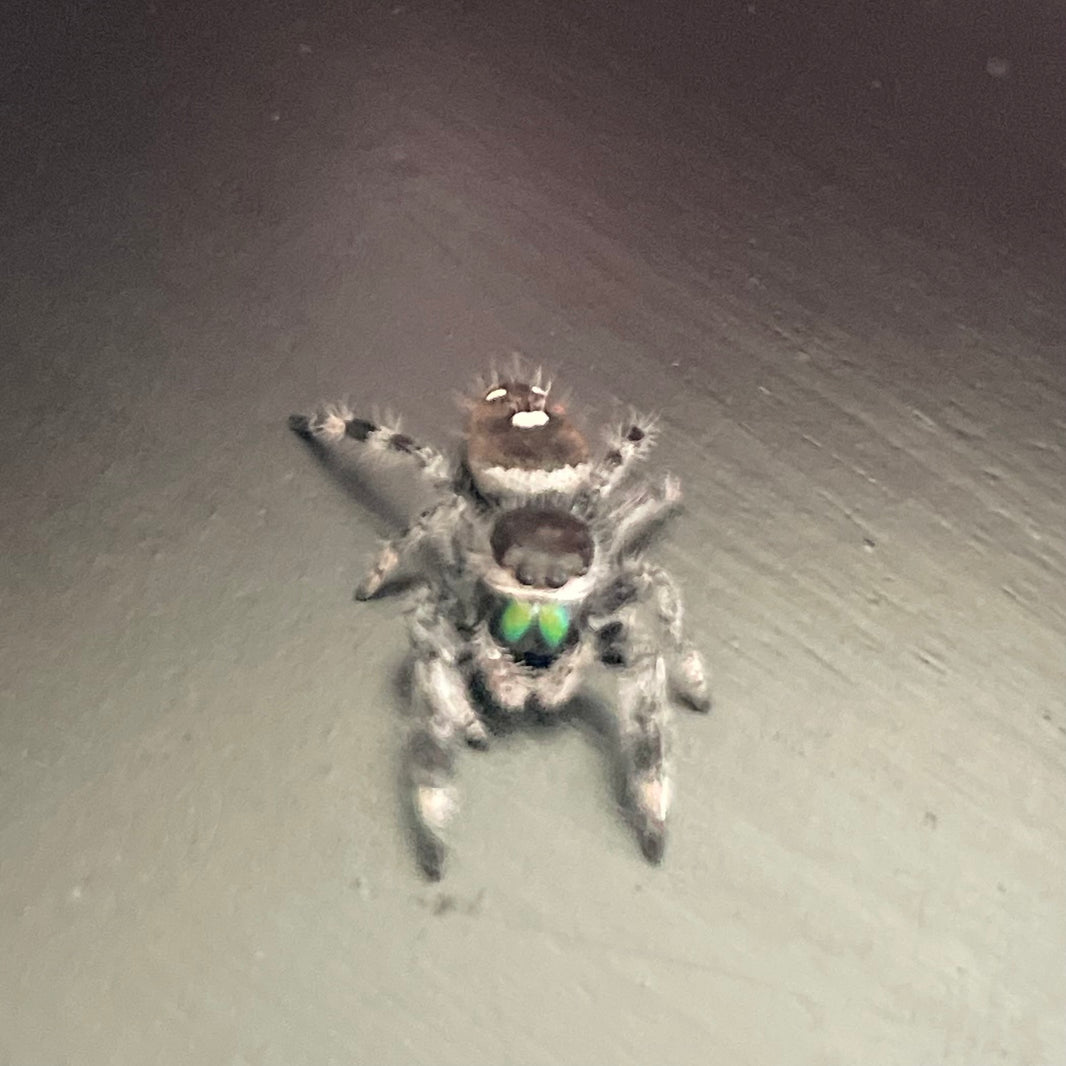 Captive Bred Jumping Spiders and More at AdaraArachnids.com – Adara ...