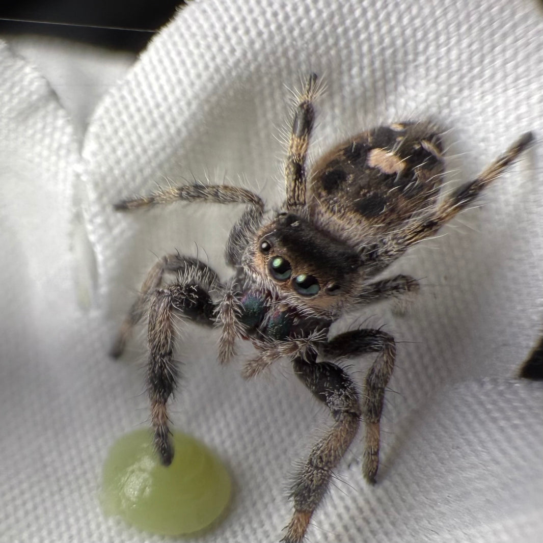 Surprising Live Jumping Spiders For Sale Pictures