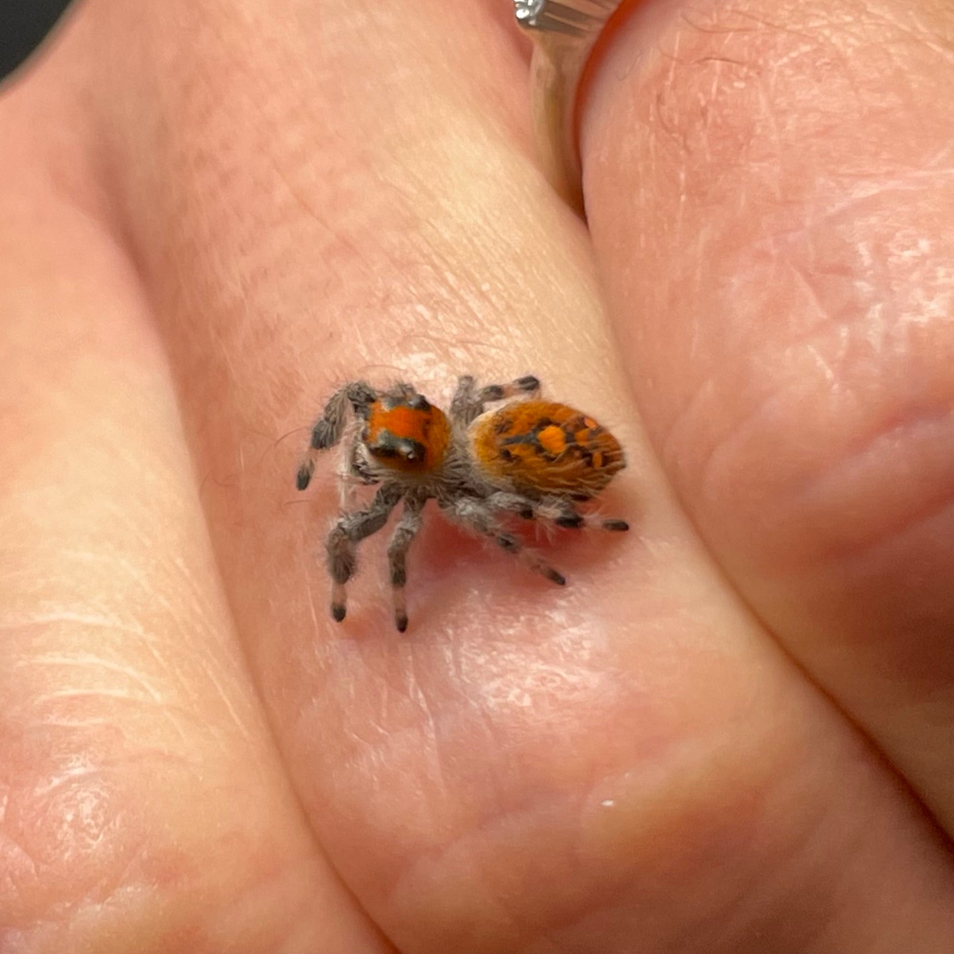 Captive Bred Jumping Spiders and More at AdaraArachnids.com – Adara ...