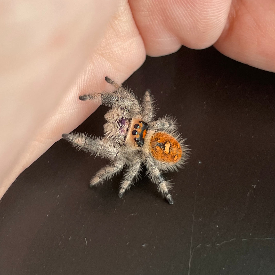 Captive Bred Jumping Spiders and More at AdaraArachnids.com – Adara ...