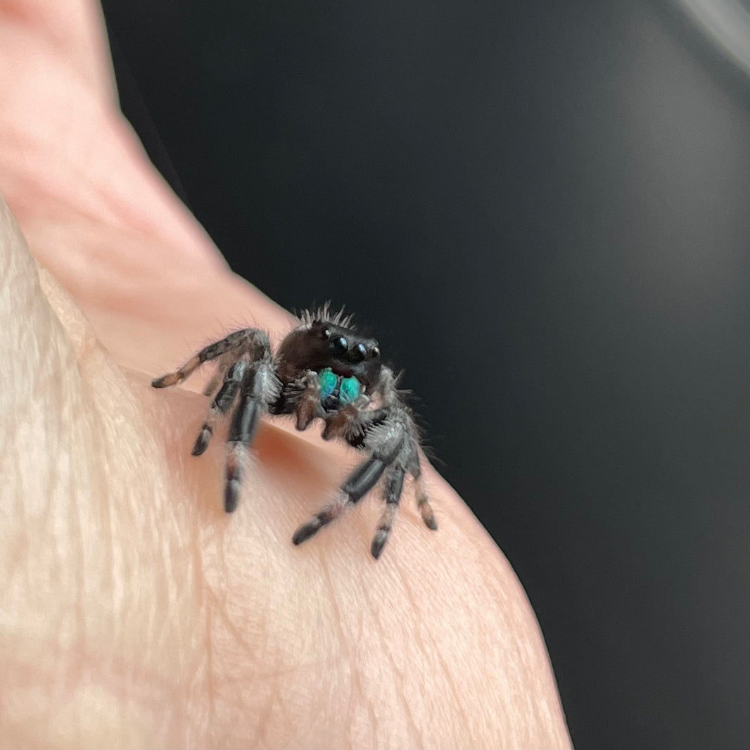 Captive Bred Jumping Spiders and More at AdaraArachnids.com – Adara ...