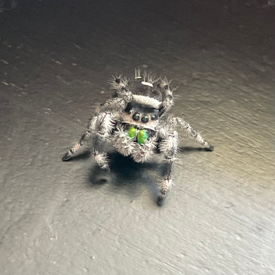 Captive Bred Jumping Spiders and More at AdaraArachnids.com – Adara ...