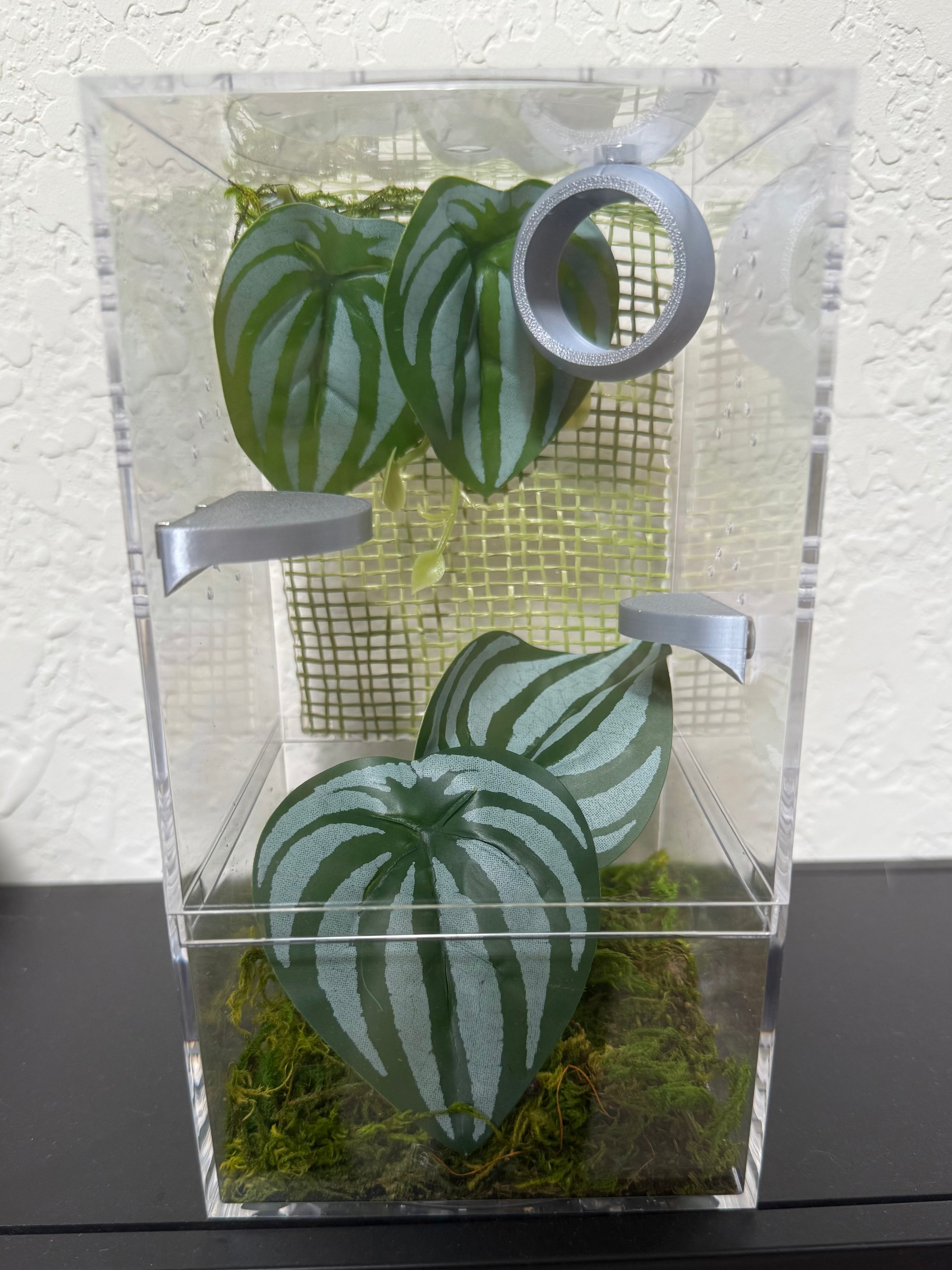 Spider Enclosure with Greens – Adara Arachnids