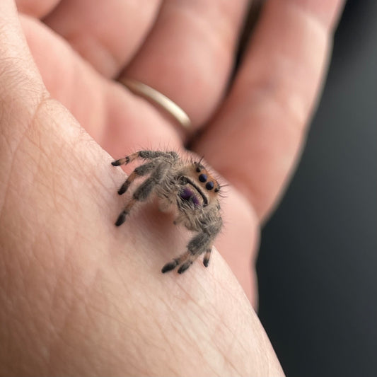 Captive Bred Jumping Spiders and More at AdaraArachnids.com – Adara ...